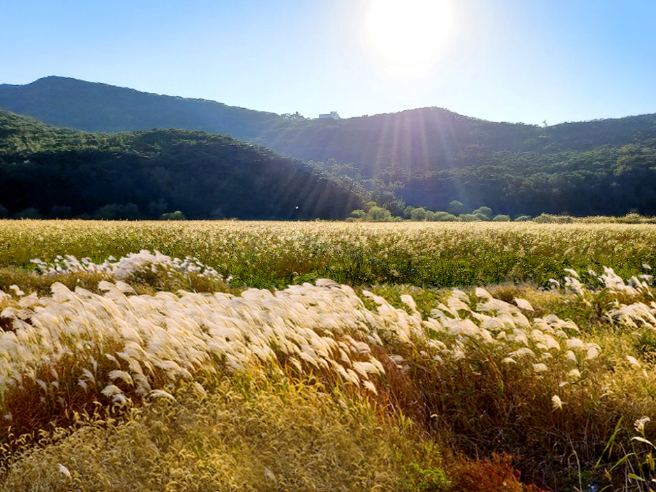 Field of Reeds on Deokjeokdo Island | Real Korea : realK